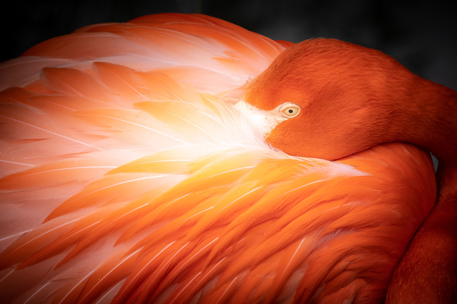 Home - Boutique du Zoo de Granby